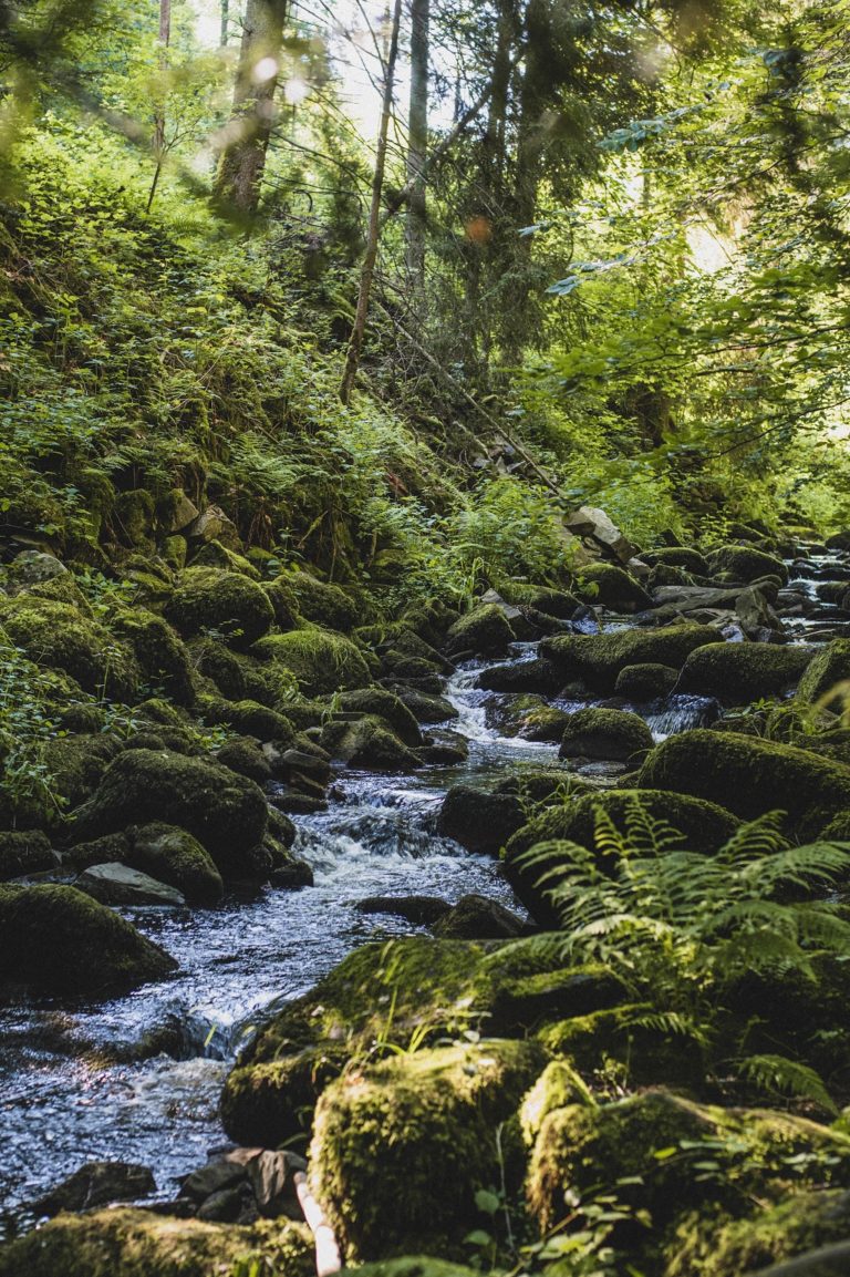 Wasserfälle und Schluchten im Bayerischen Wald - Sophias Welt